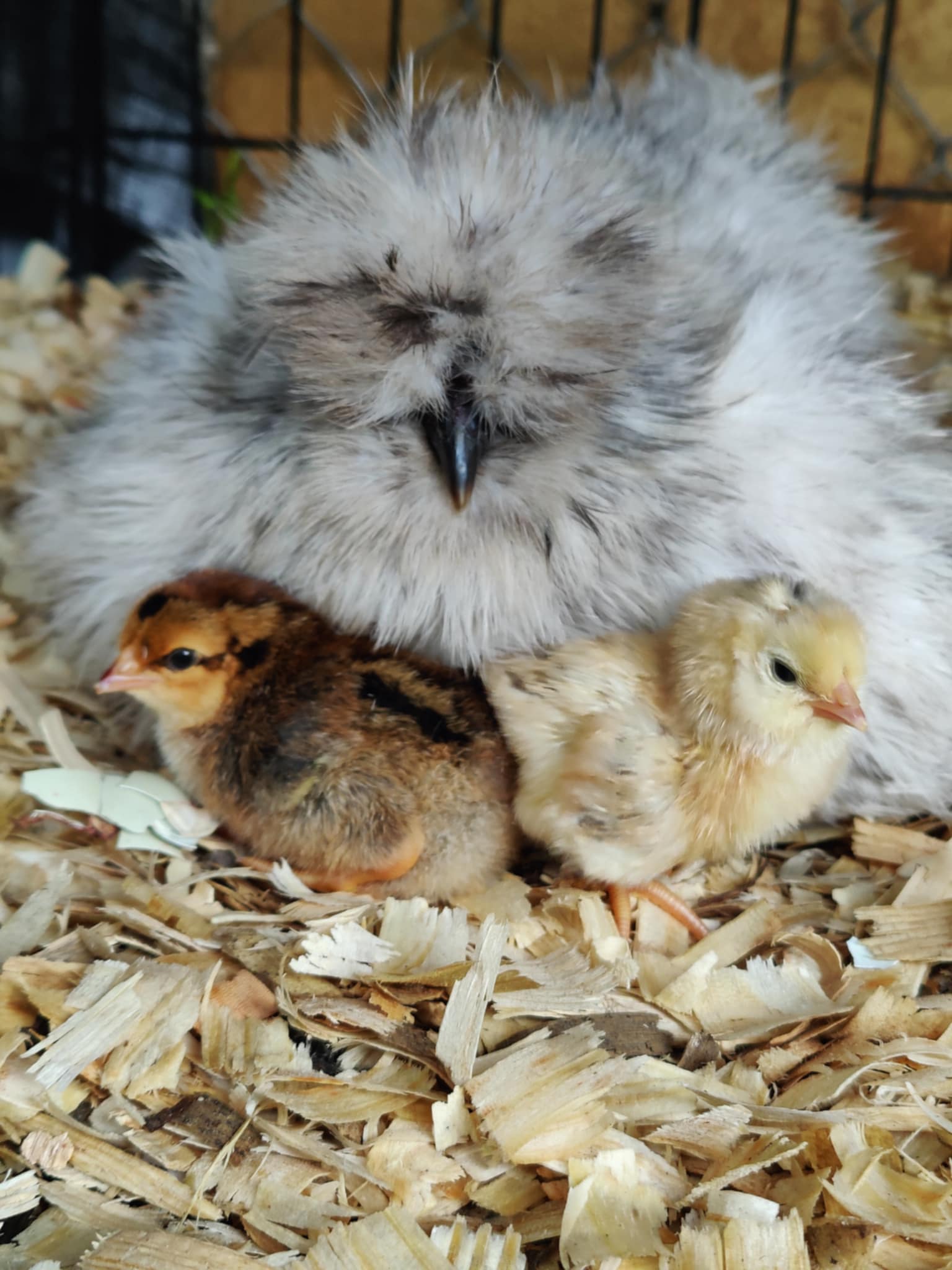 Barn Yard Mix Hatching Egg one dozen | 1058 Farms